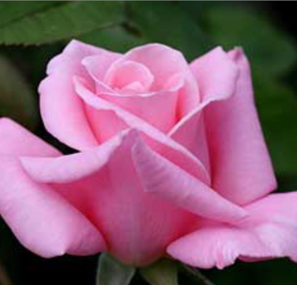 Rose Supply and Maintenance Specialist in Melbourne Area | Roses for ...