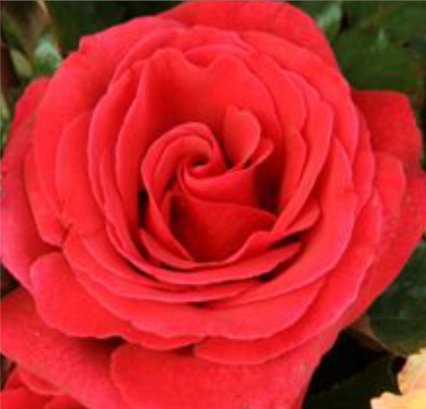 Rose Supply and Maintenance Specialist in Melbourne Area | Roses for ...