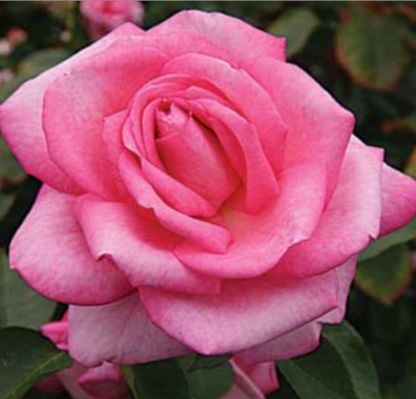 Rose Supply and Maintenance Specialist in Melbourne Area | Roses for ...